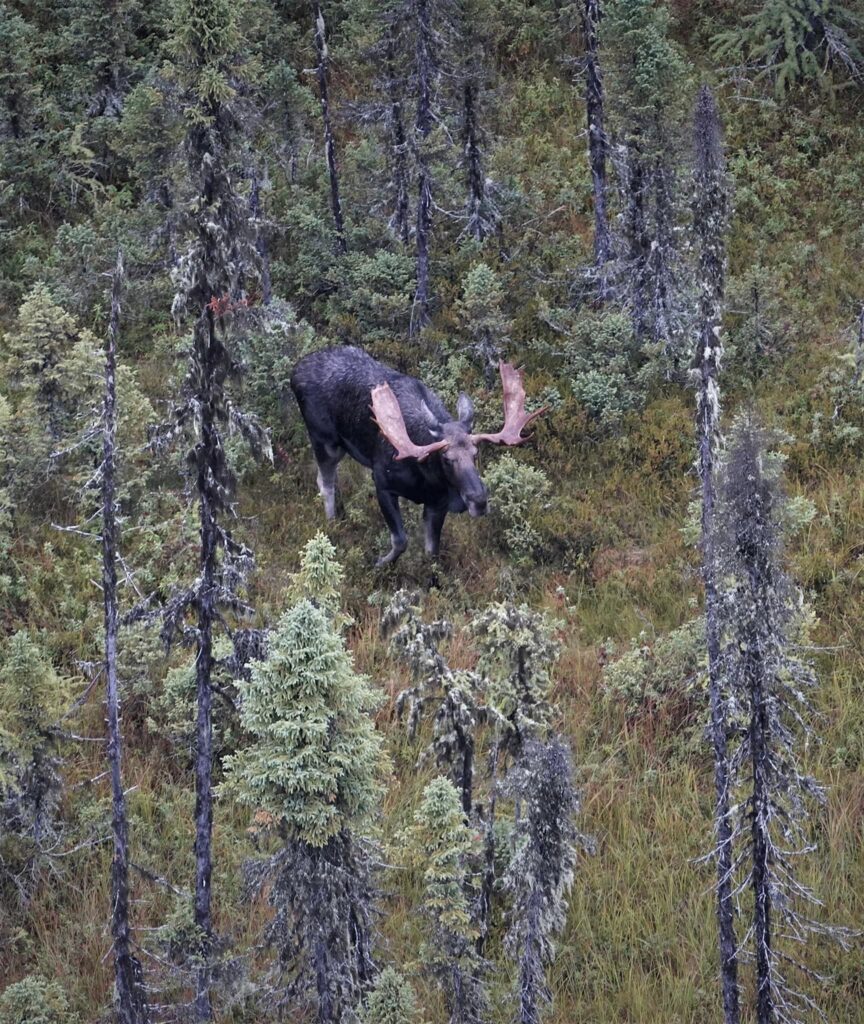 Aerial Moose Photography | Aerial Moose Scouting