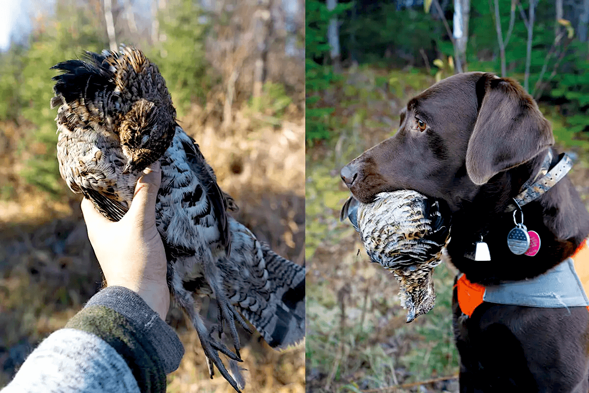 Upland Hunting - Maine Grouse Hunting - OMM Outfitters